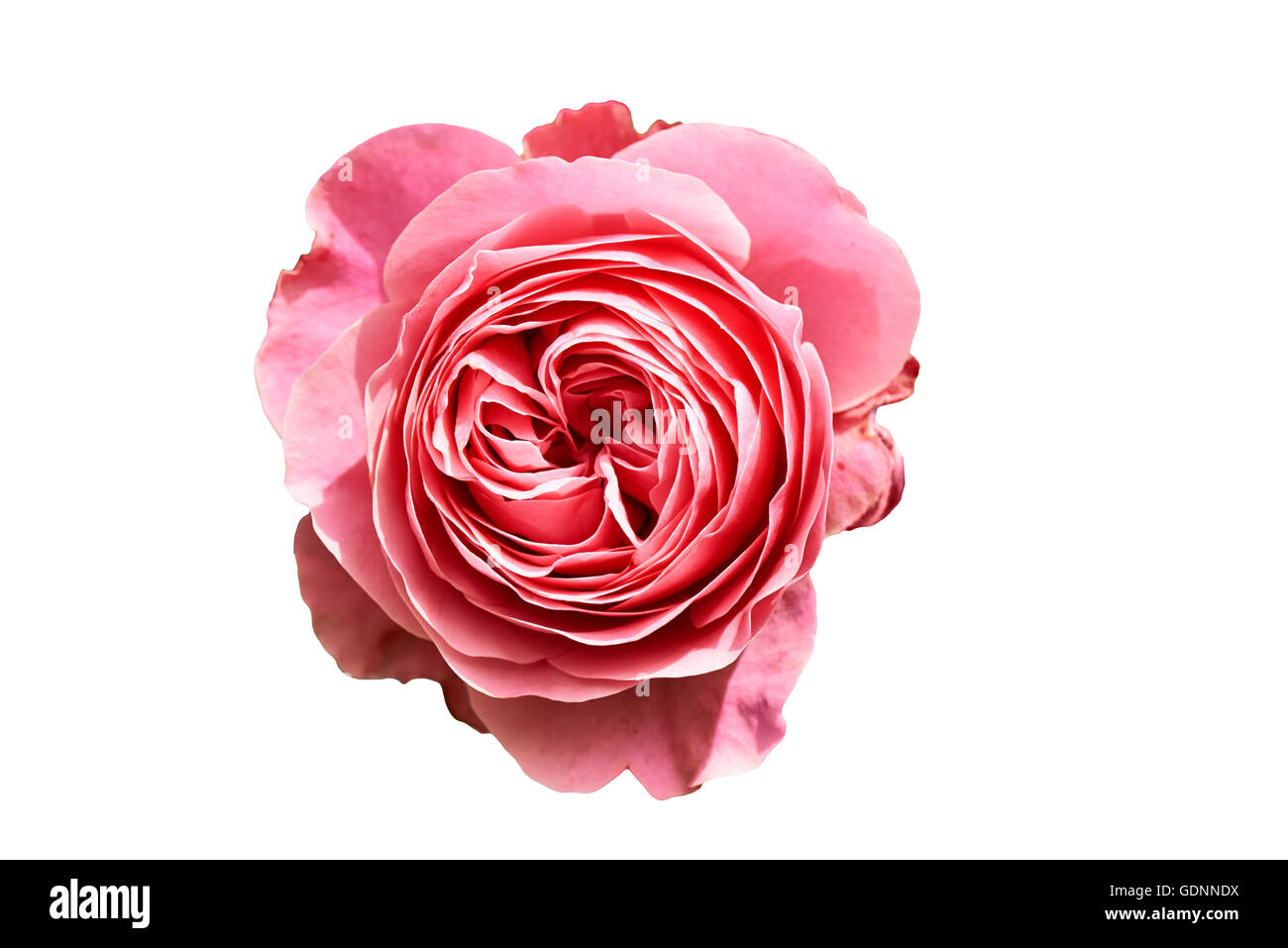 Rose soft pastel Pink view from above on white background Stock Photo ...