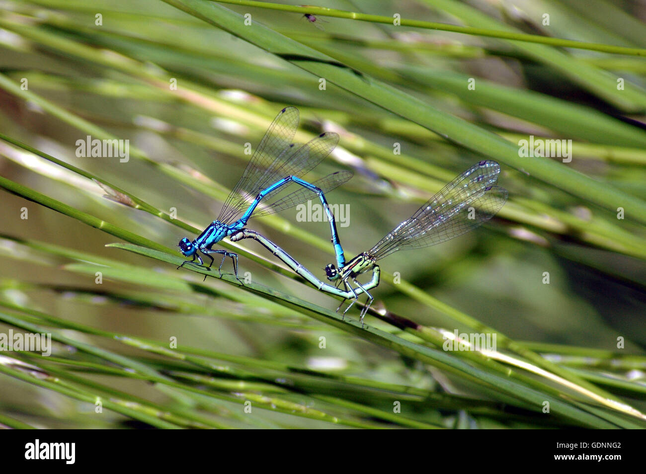 Dragon mating hi-res stock photography and images - Alamy