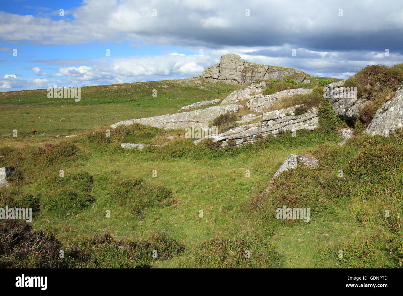Summer dartmoor national park hi-res stock photography and images - Alamy