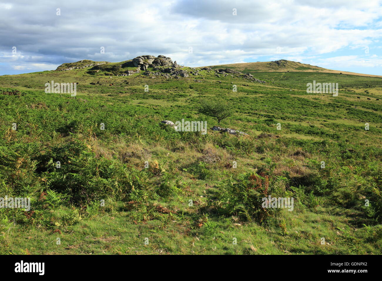 Saddle tor, Dartmoor national park, Devon, England, UK Stock Photo - Alamy