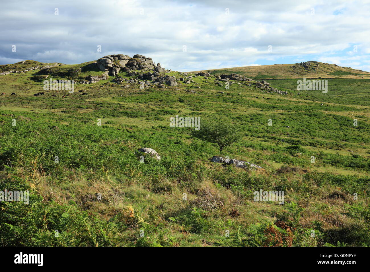 Saddle tor, Dartmoor national park, Devon, England, UK Stock Photo - Alamy