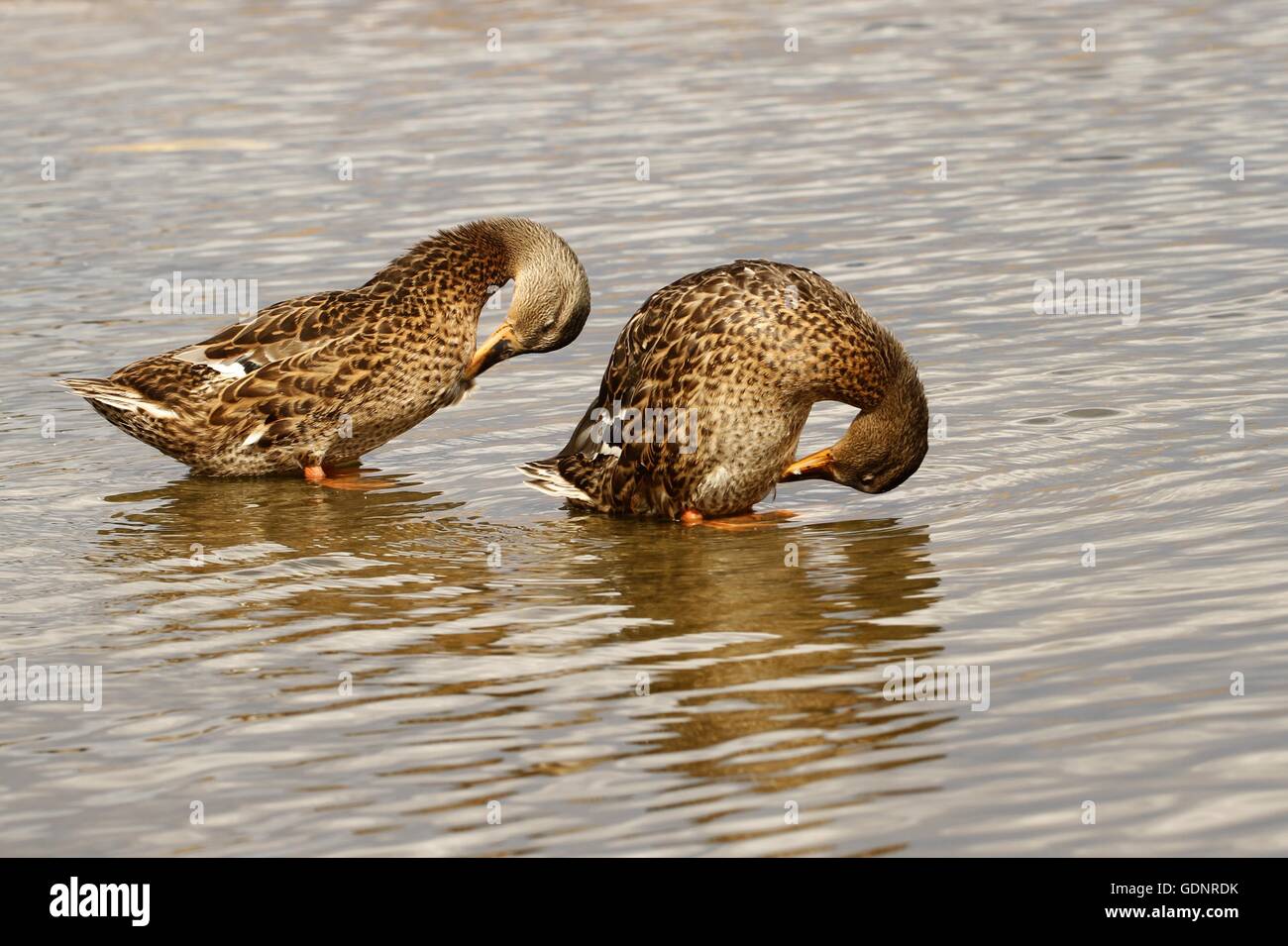 Mallards grooming their plumage look like they are bowing or banging ...
