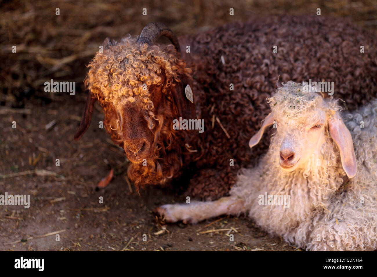 Angora goat hi-res stock photography and images - Alamy