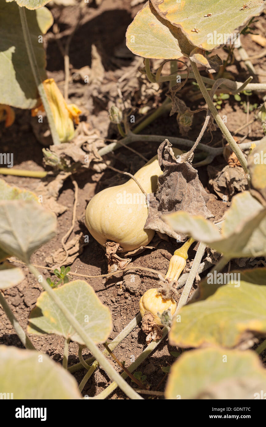 Butternut squash grows on a small organic farm in a Southern California ...