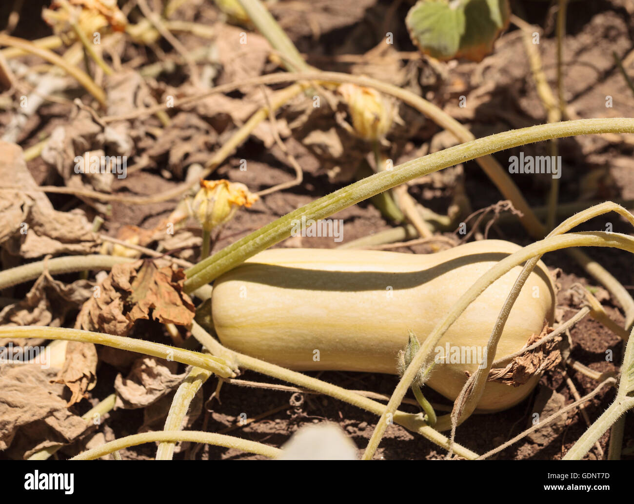 Butternut squash grows on a small organic farm in a Southern California ...