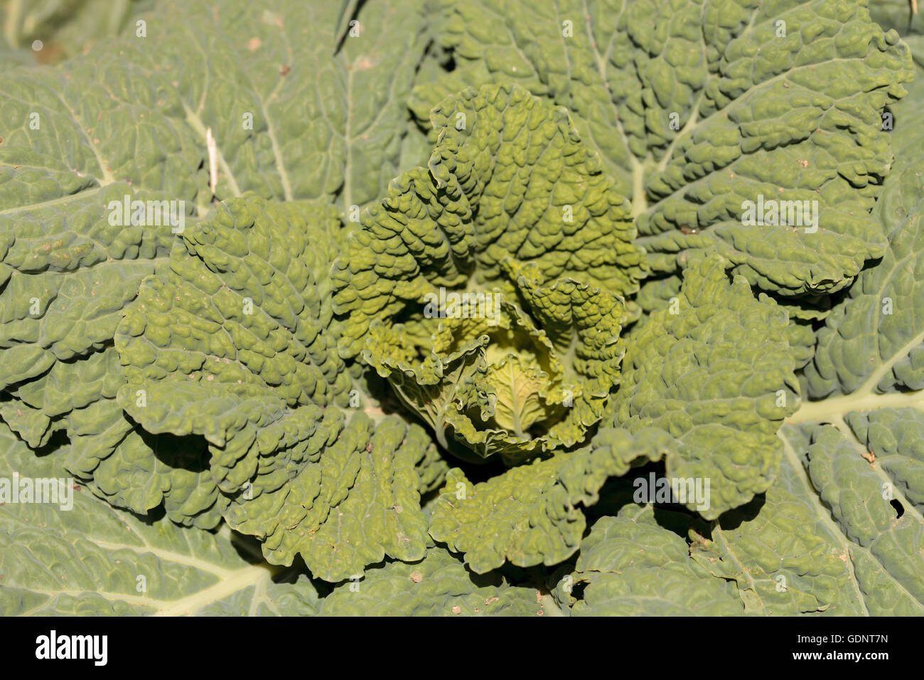 Fresh cabbage grows on a small organic farm in a Southern California ...