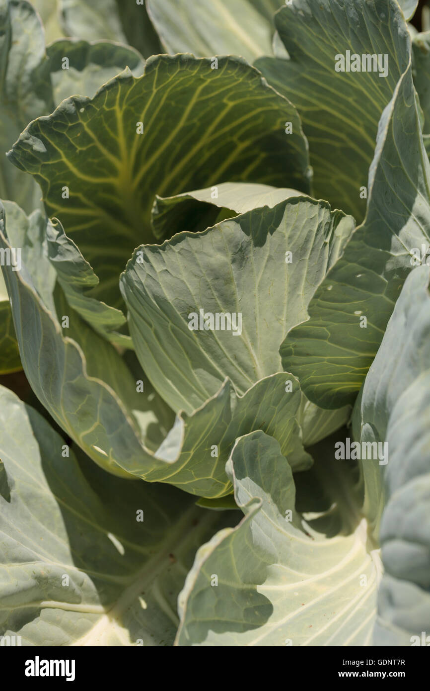 Fresh cabbage grows on a small organic farm in a Southern California ...