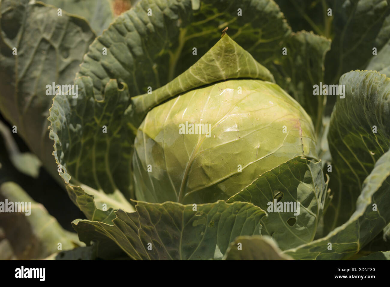 Fresh cabbage grows on a small organic farm in a Southern California ...