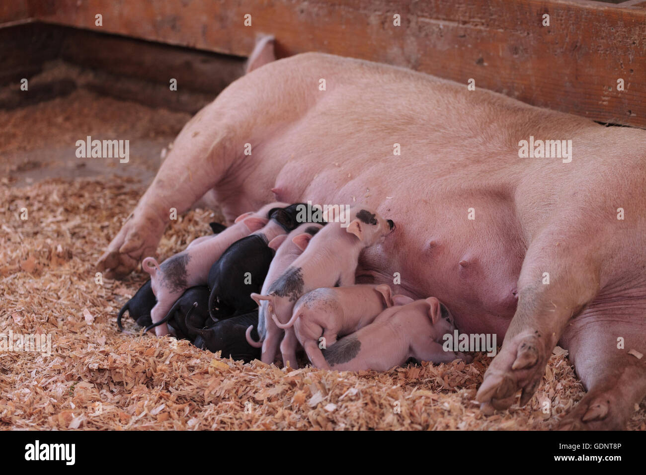 Cerdos cerdos cerdos cerdos cerdos cerdos hi-res stock photography and ...