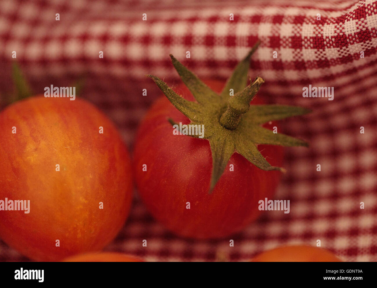 Tomato grown in an organic garden in summer in Southern California ...