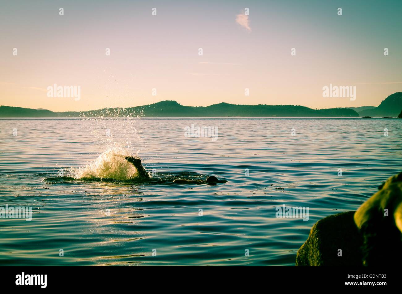 Man swimming in waves hi-res stock photography and images - Alamy