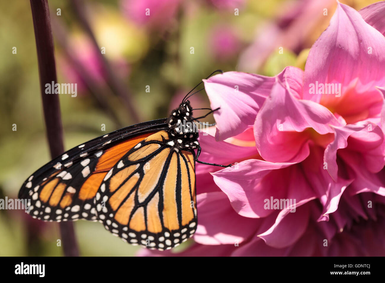 Monarch butterfly, Danaus plexippus, on a bush in spring in Laguna ...