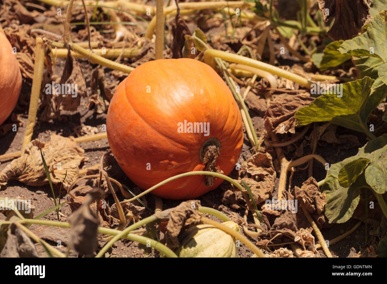 Pumpkin growing in an organic garden pumpkin patch in spring in ...