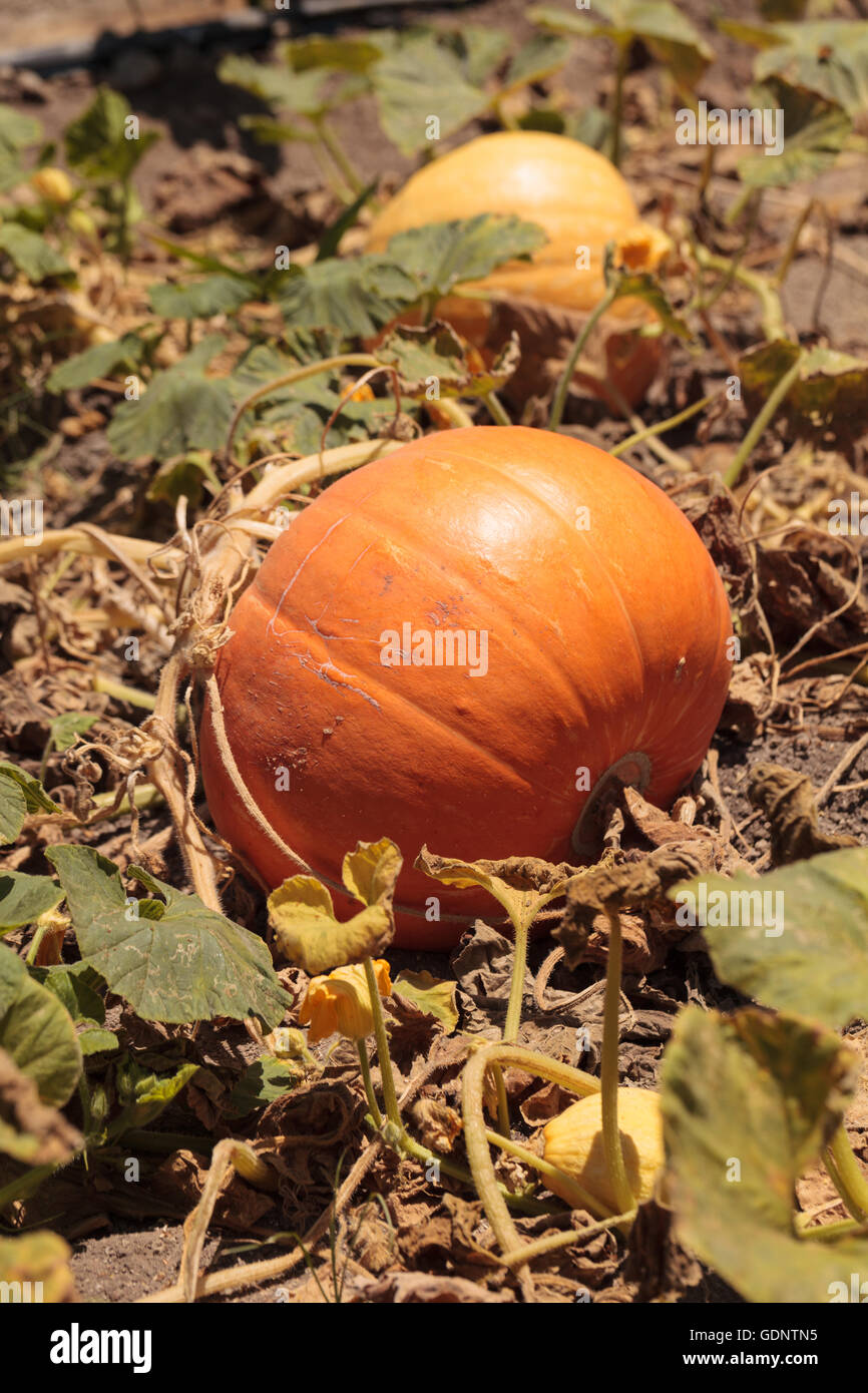 Pumpkin growing in an organic garden pumpkin patch in spring in ...