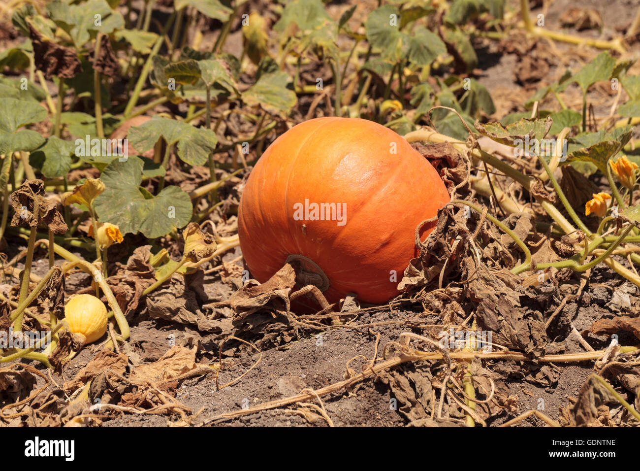 Pumpkin growing in an organic garden pumpkin patch in spring in ...