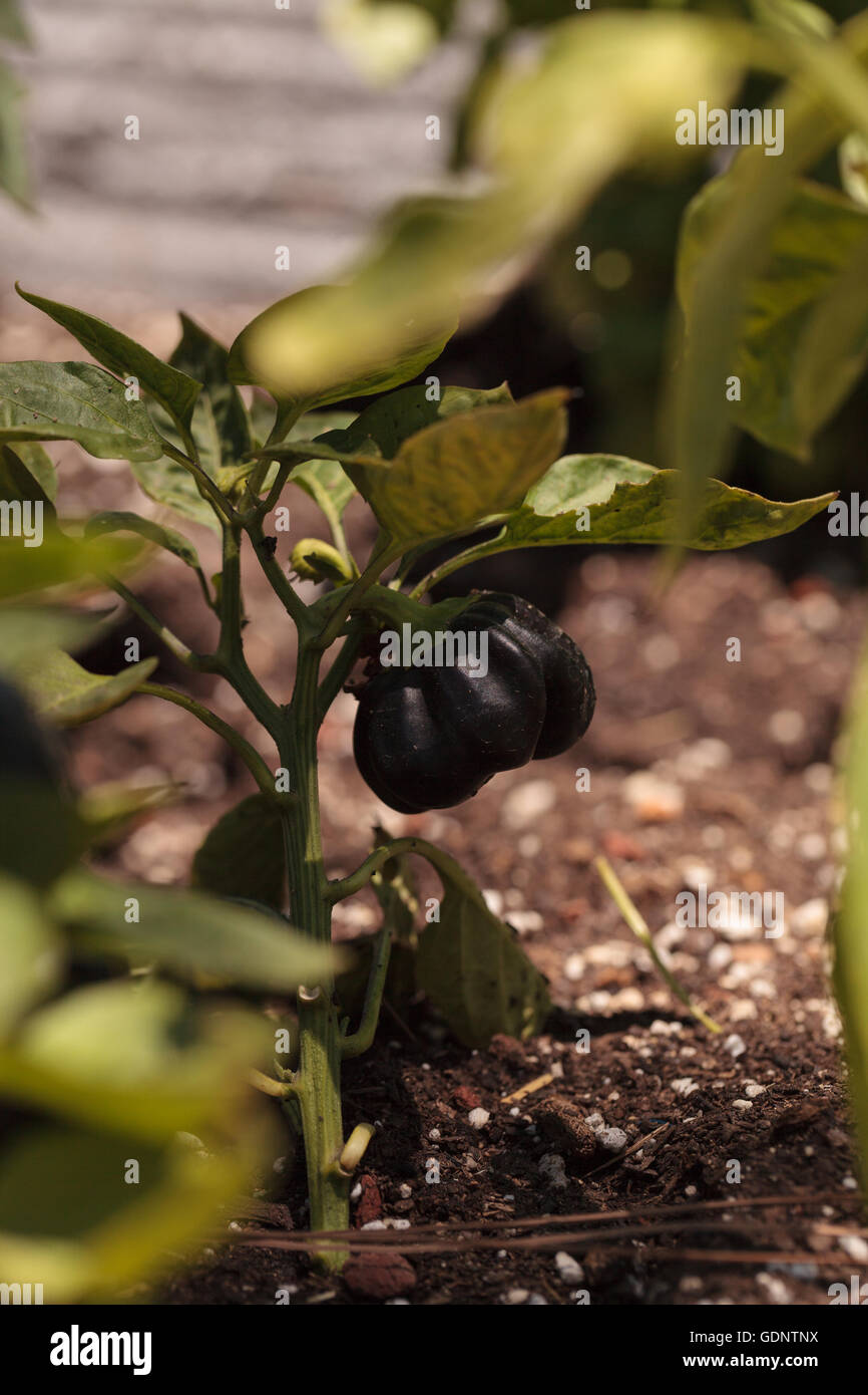 Purple bell peppers growing in an organic garden in spring in Southern ...