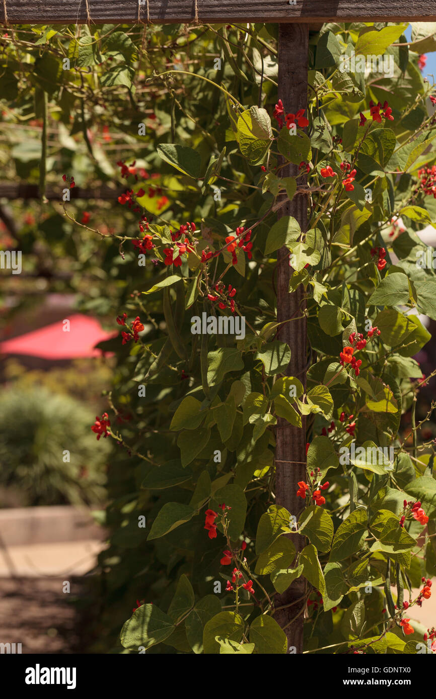 Scarlet runner pole beans growing on a vine in an organic garden in ...