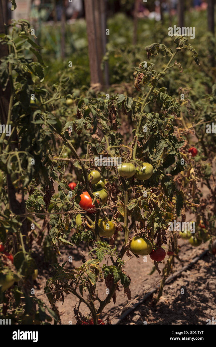 Tomato grown in an organic garden in summer in Southern California ...