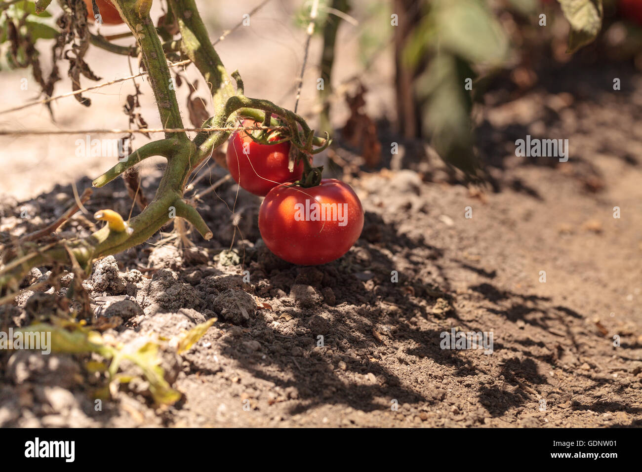 Tomato grown in an organic garden in summer in Southern California ...