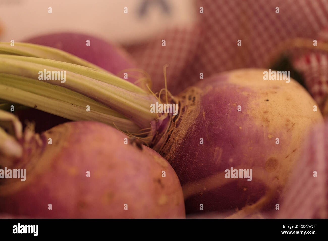 Turnips grown in an organic garden in summer in Southern California ...