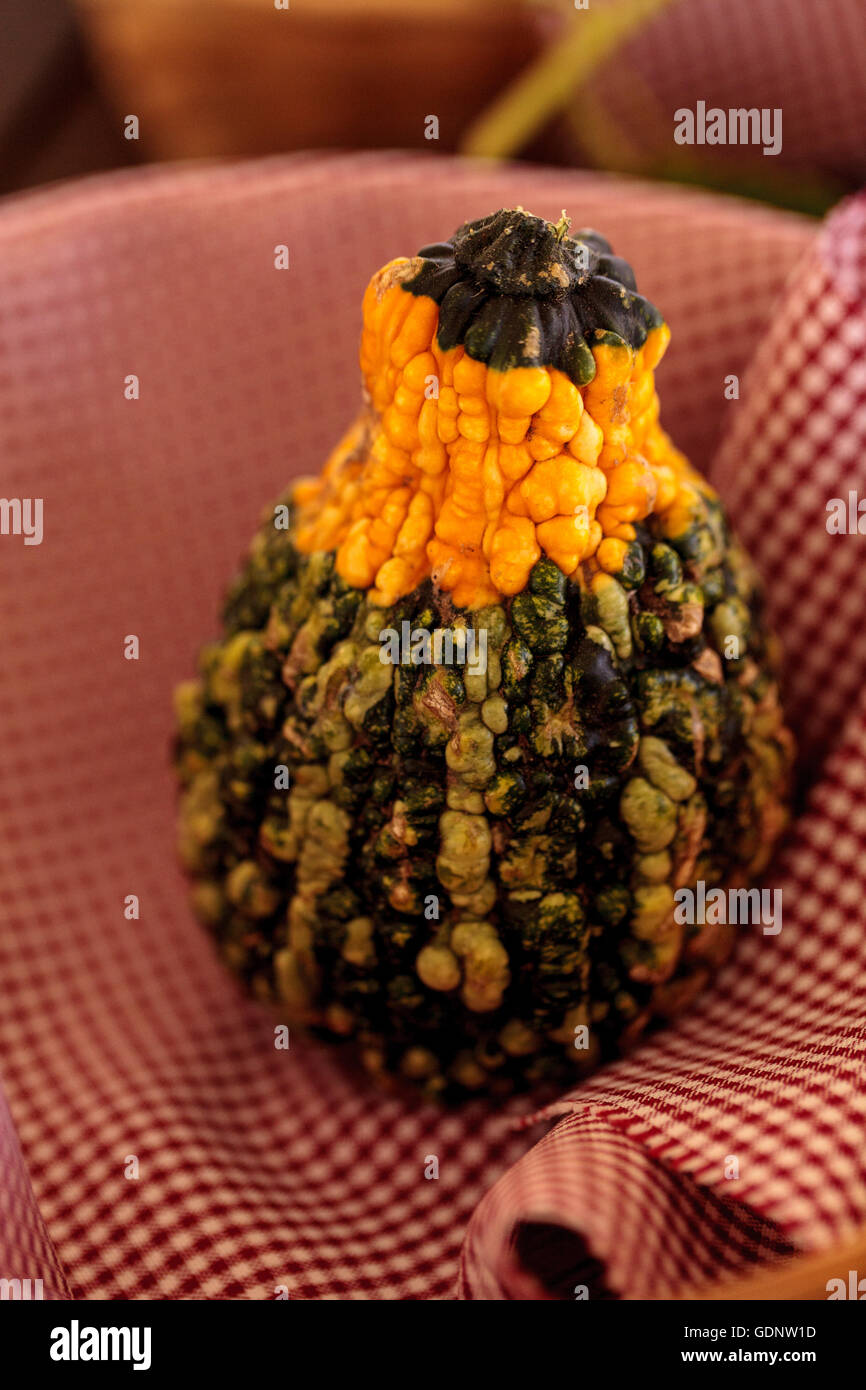 Gourd grown on a small organic farm in summer Stock Photo - Alamy