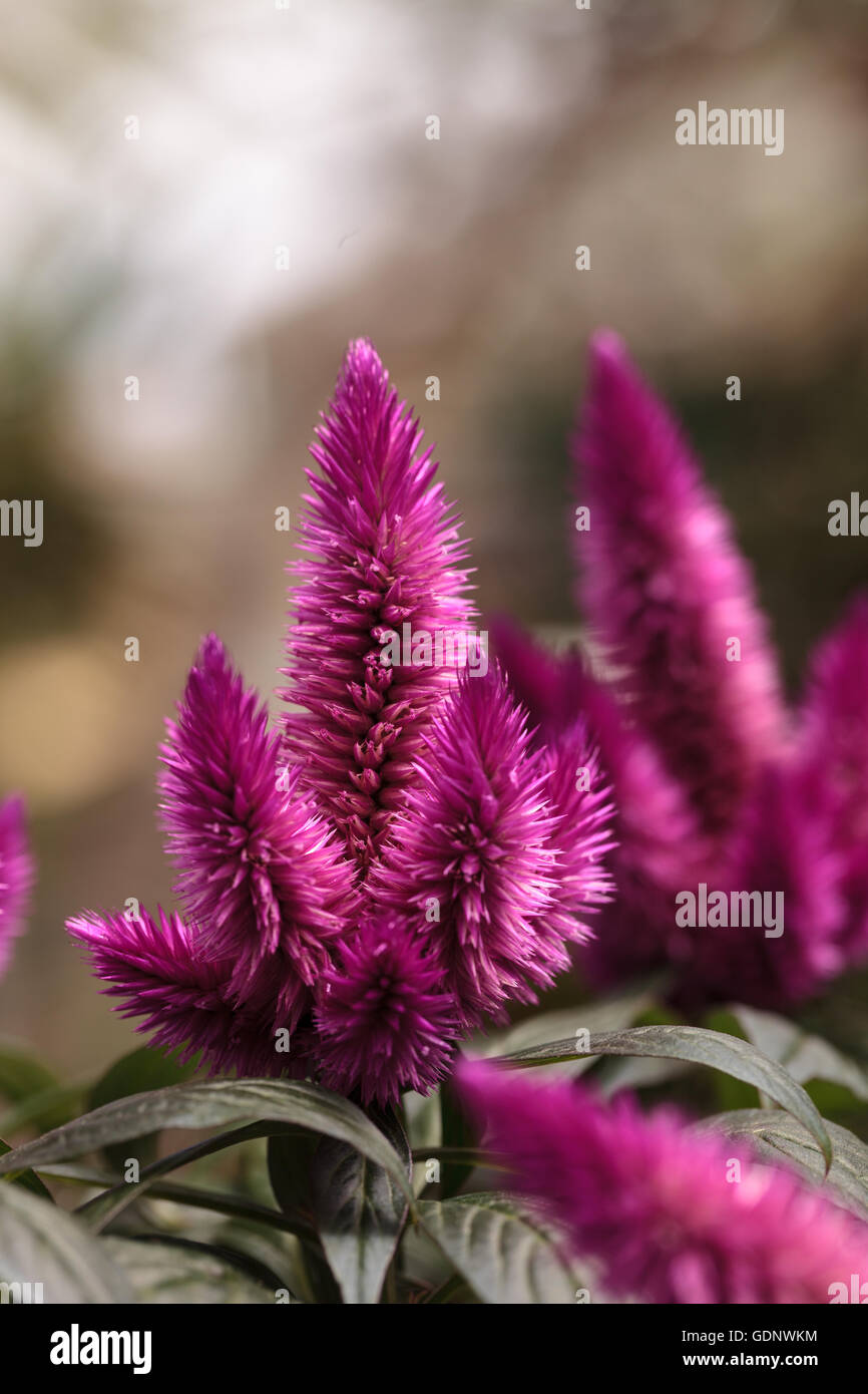 Purple pink flower of Celosia, also known as cockscomb or woolflowers ...