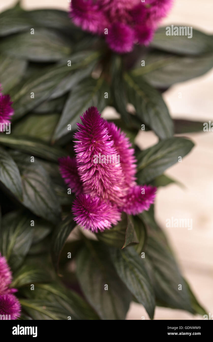 Purple pink flower of Celosia, also known as cockscomb or woolflowers ...
