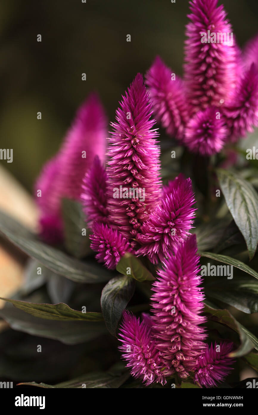 Purple pink flower of Celosia, also known as cockscomb or woolflowers ...