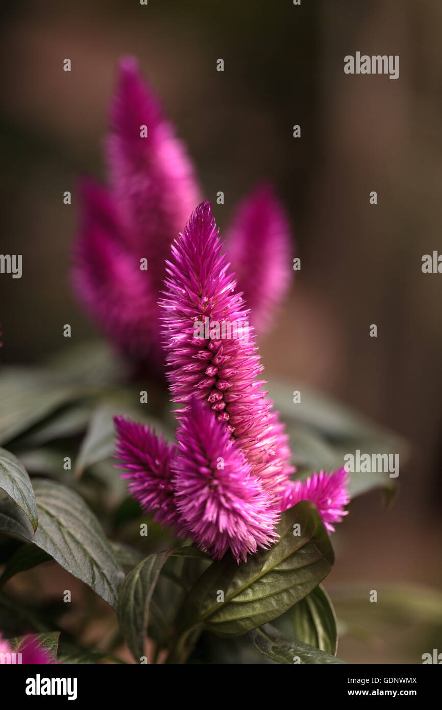 Purple pink flower of Celosia, also known as cockscomb or woolflowers ...