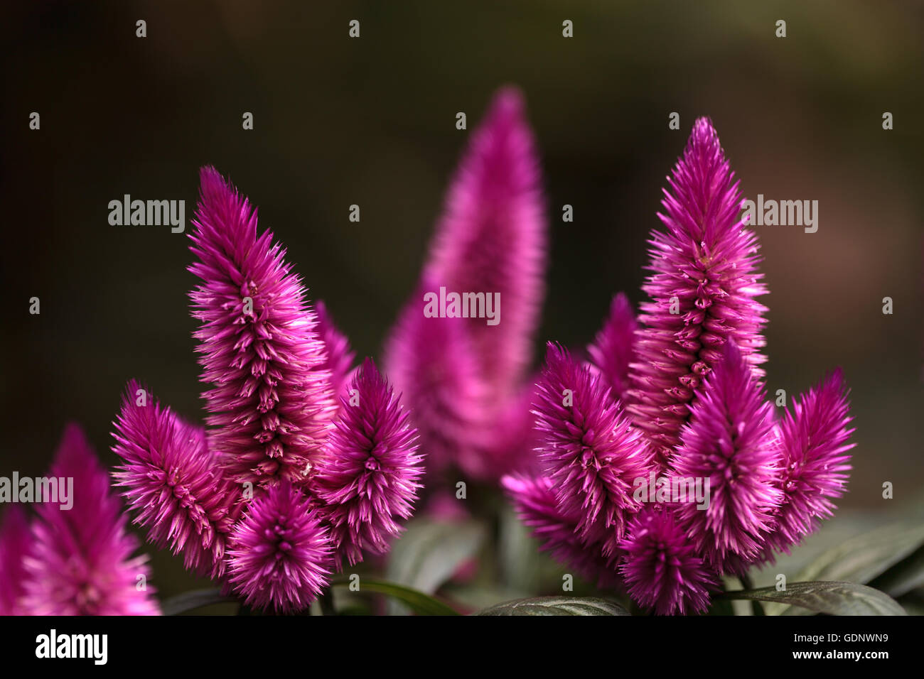 Purple pink flower of Celosia, also known as cockscomb or woolflowers ...