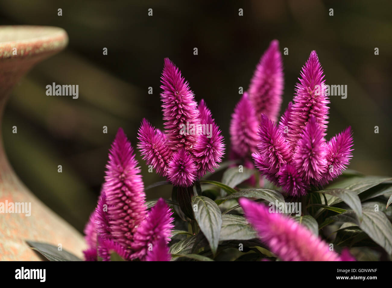 Purple pink flower of Celosia, also known as cockscomb or woolflowers ...