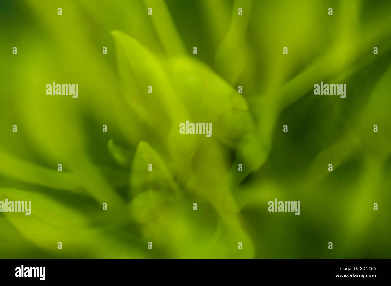 abstract macro of yellow flower multiple images Stock Photo - Alamy