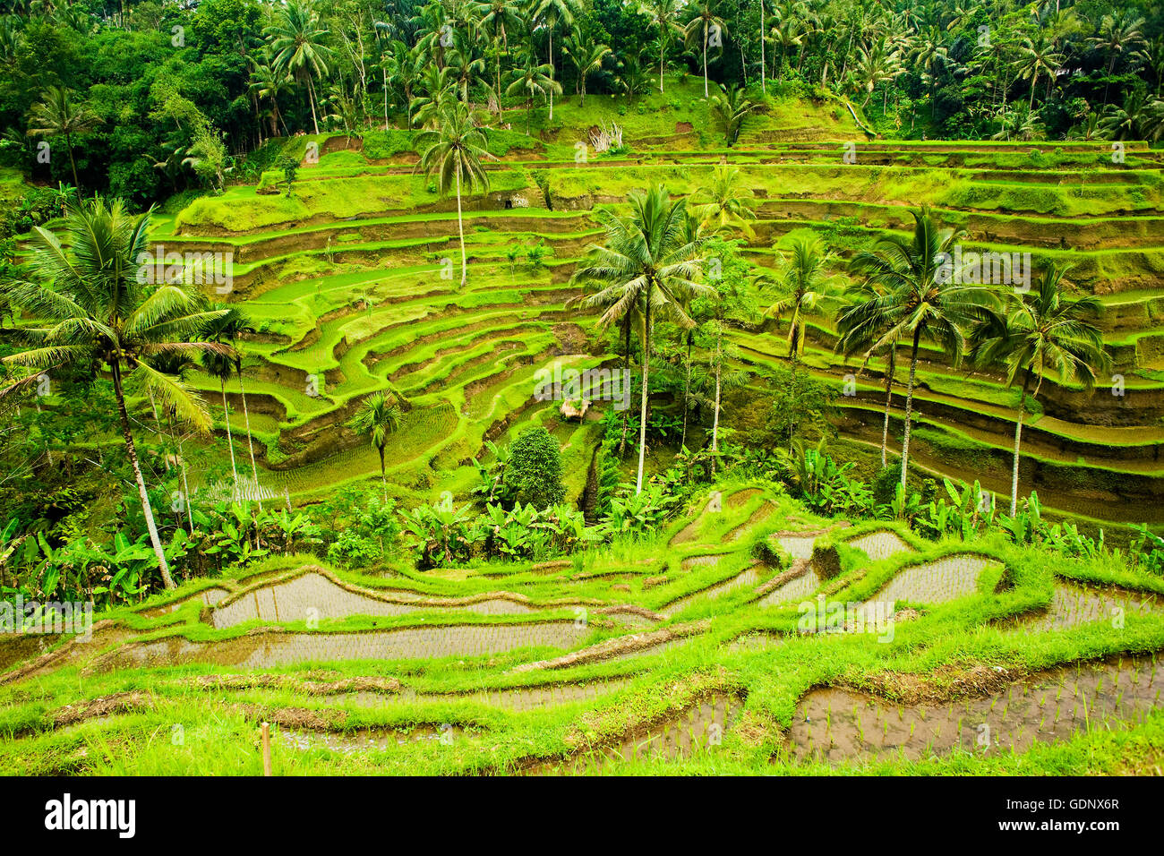 Tegalalang Paddy Field,Ubud,Bali Indonesia Stock Photo - Alamy
