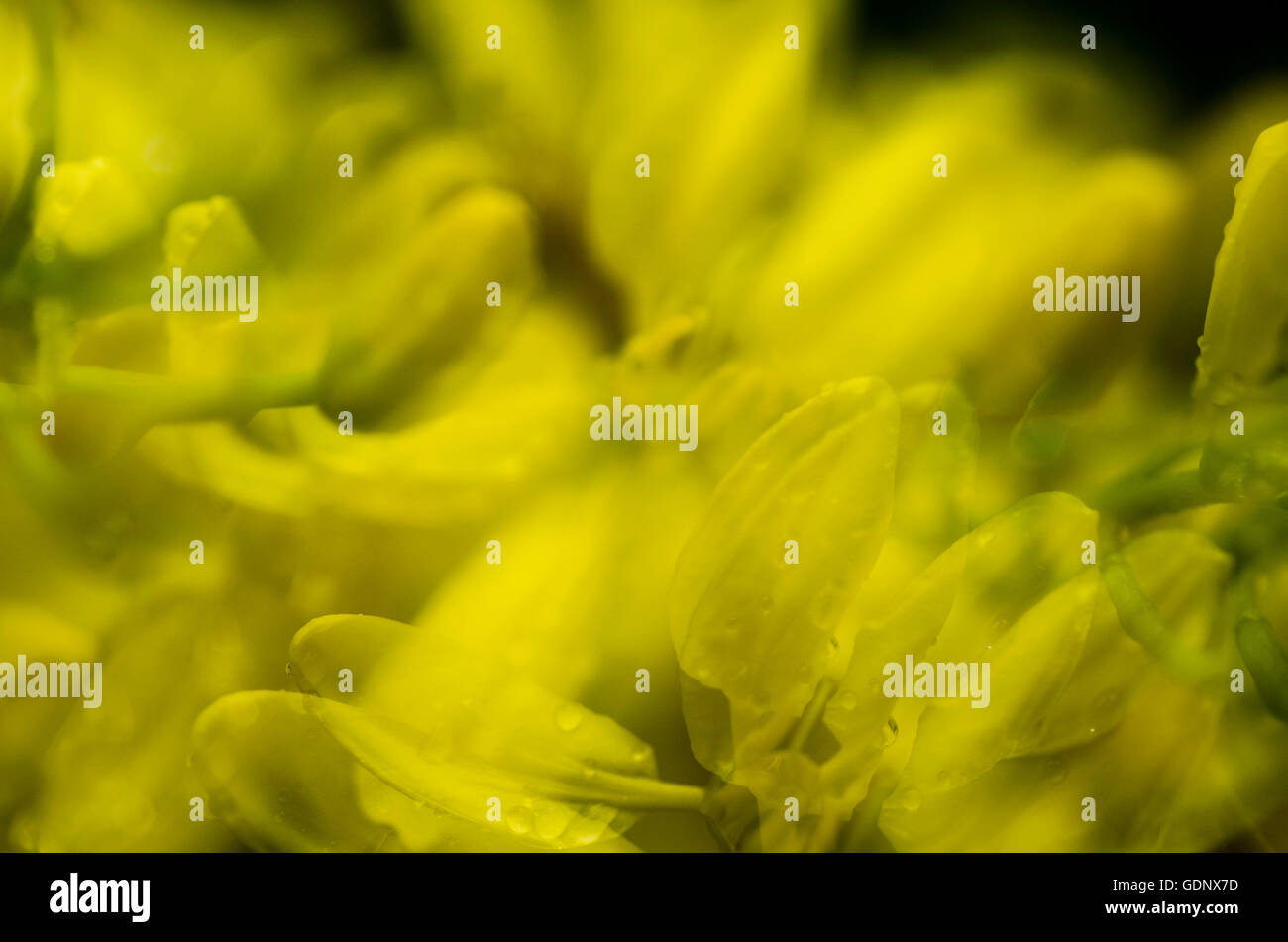 cluster of yellow petals in multiple images to form abstract Stock ...