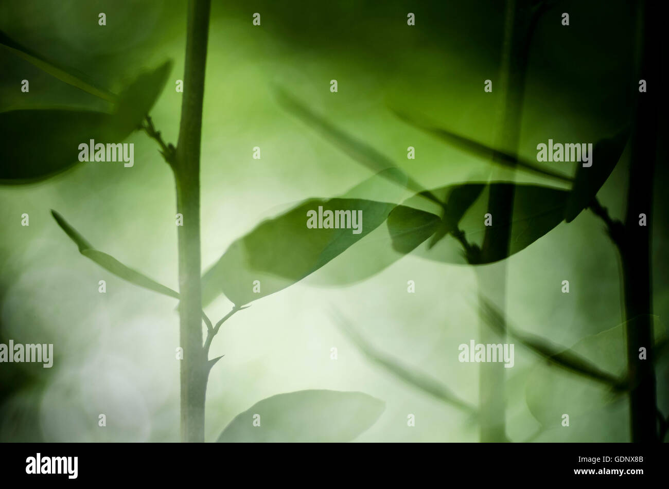 Triple leaves hi-res stock photography and images - Alamy