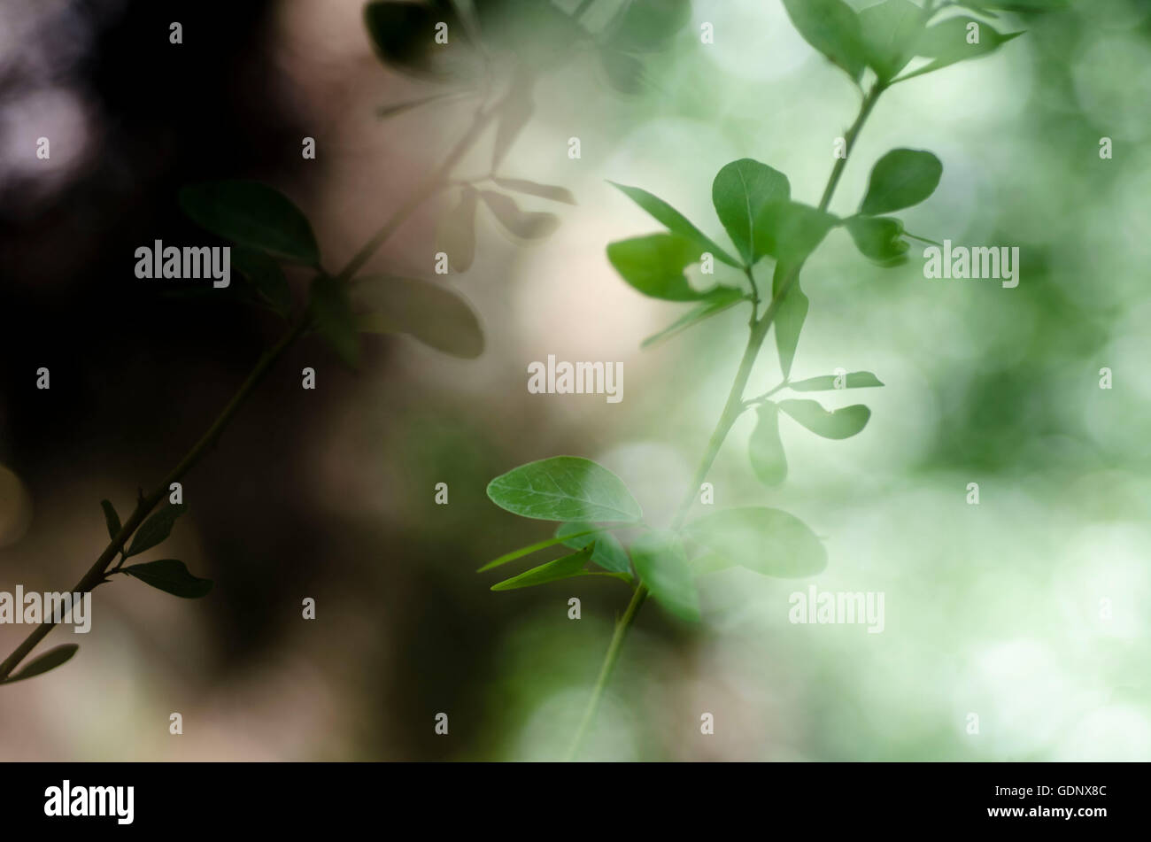 Abstract plants hi-res stock photography and images - Alamy