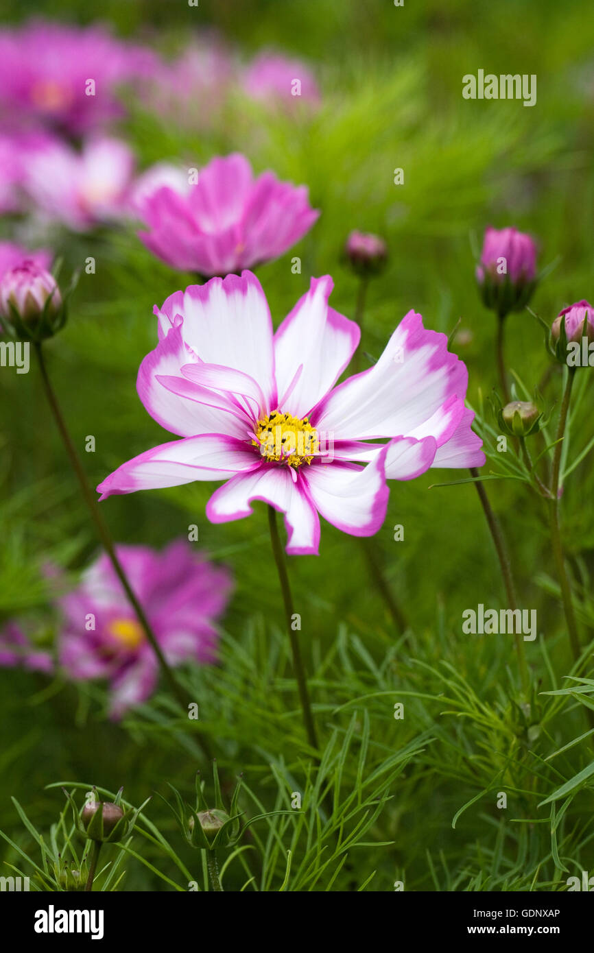Cosmos bipinnatus 'Capriola' flowers Stock Photo - Alamy