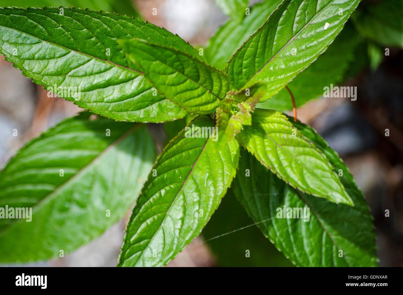 Peppermint growing in the garden. Comox Valley, BC, Canada Stock Photo ...