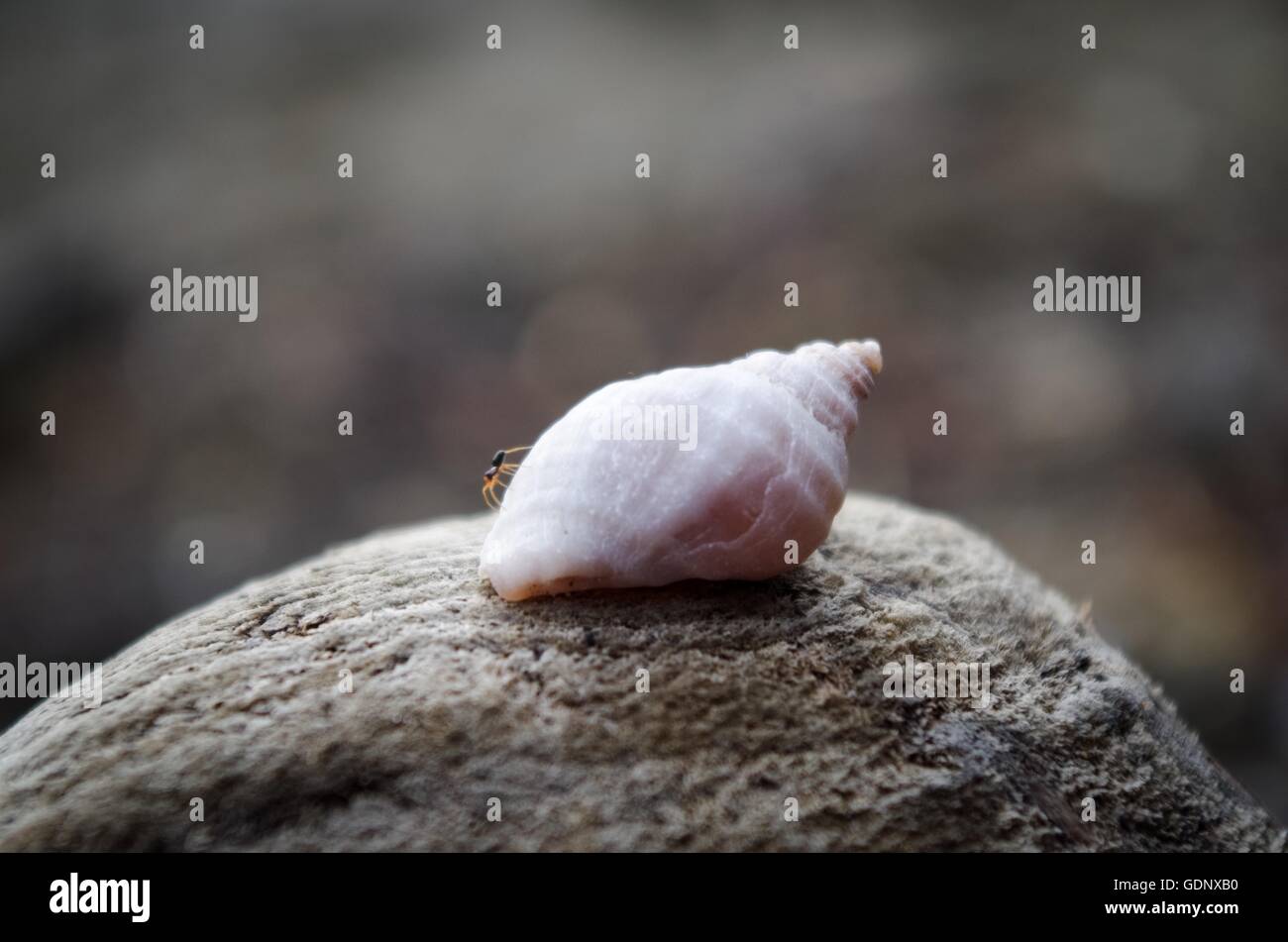 Tiny spider on sea shell. Pender Island, BC, Canada Stock Photo - Alamy