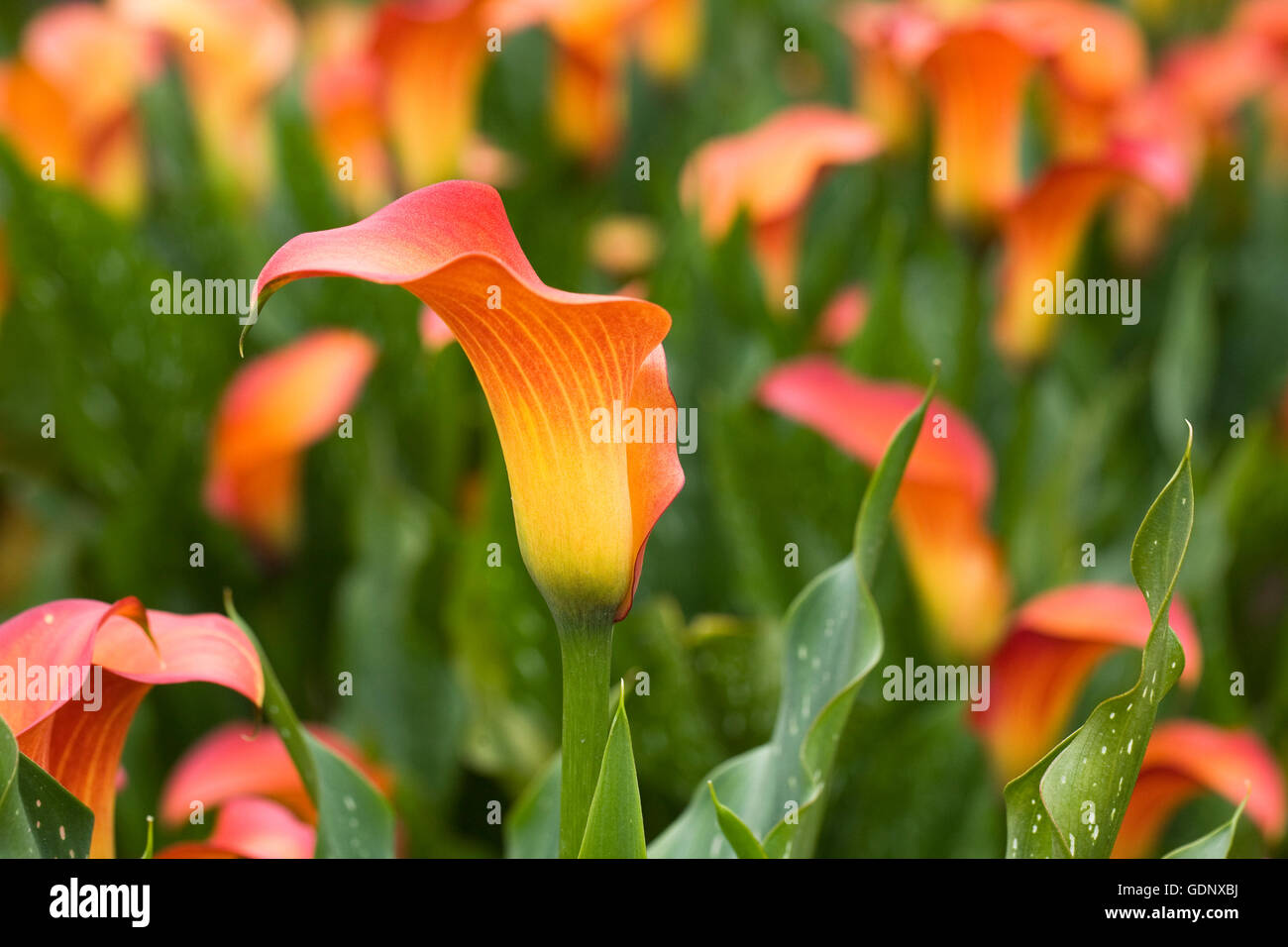 Zantedeschia 'Morning Sun' flowers growing outdoors Stock Photo - Alamy