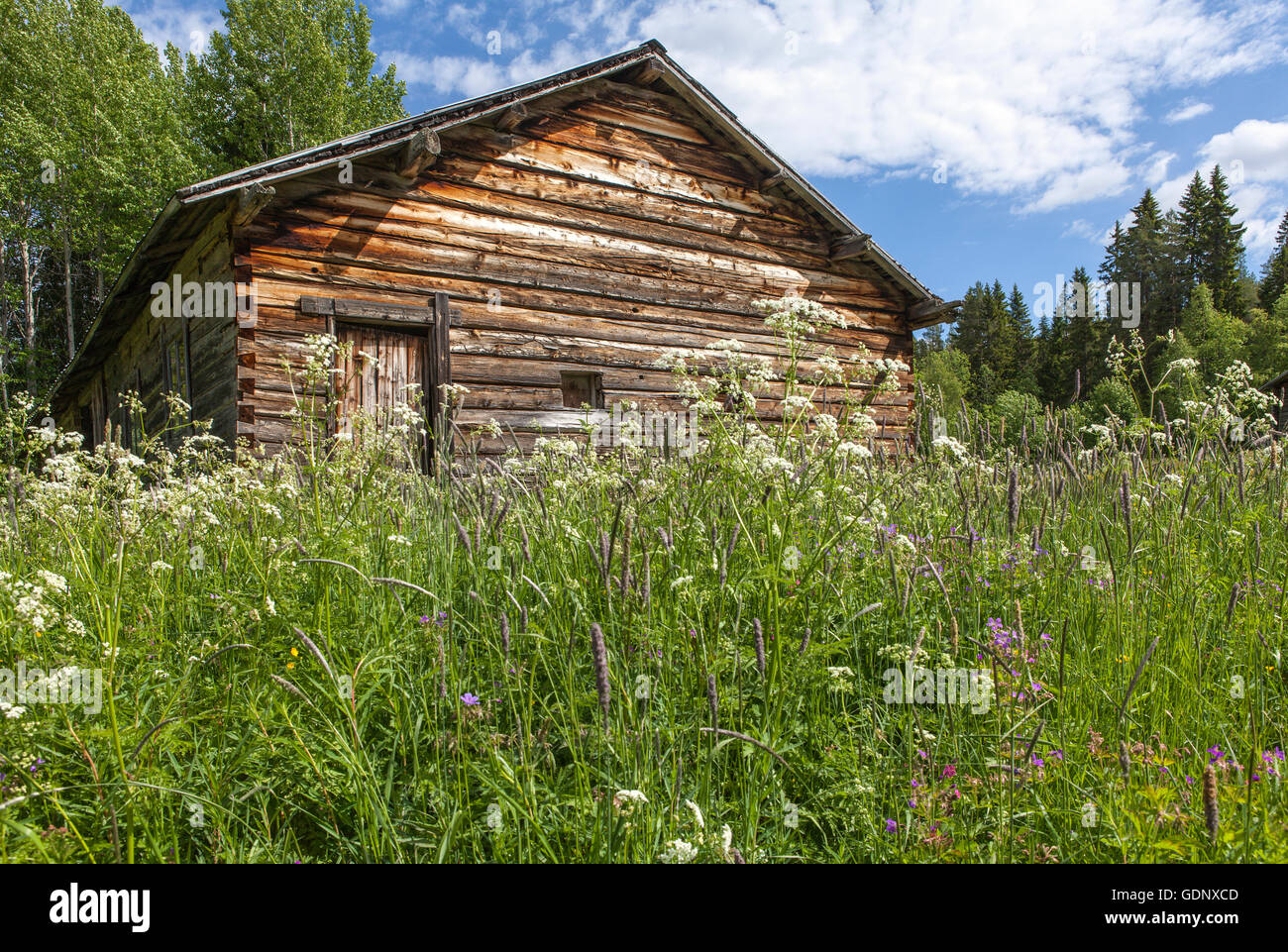 Wooden barn, timber building beyond wildflowers. Colorful rural ...