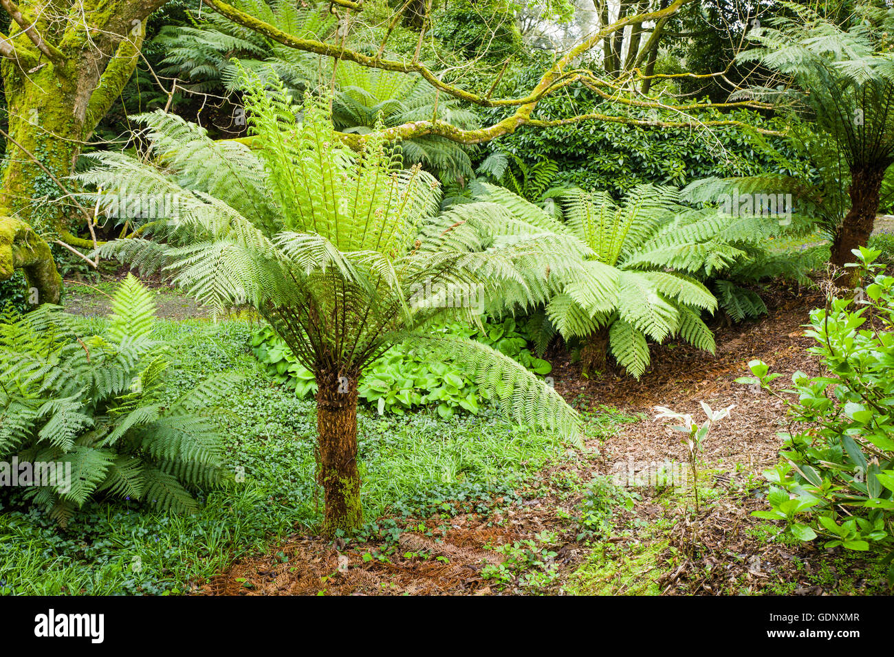 Tree ferns growing in a woodland glade at Trewidden Cornwall Stock ...