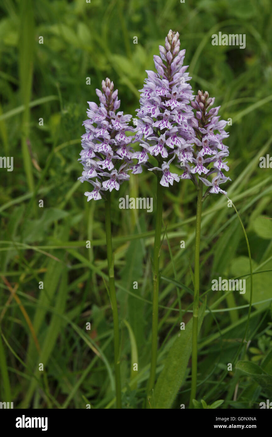 Marsh Orchid flowers Stock Photo - Alamy