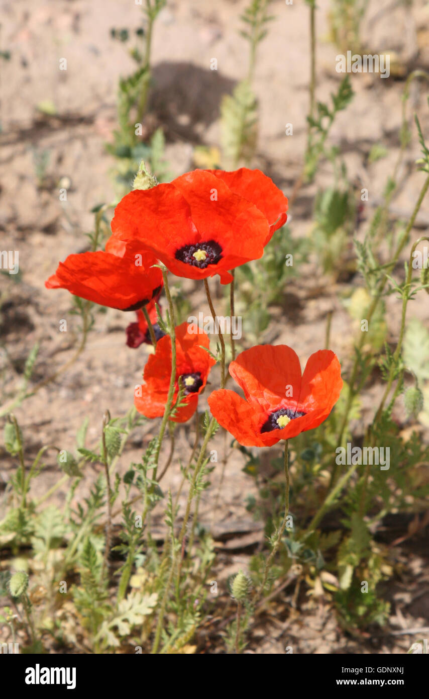 Poppies in sandy soil hi-res stock photography and images - Alamy