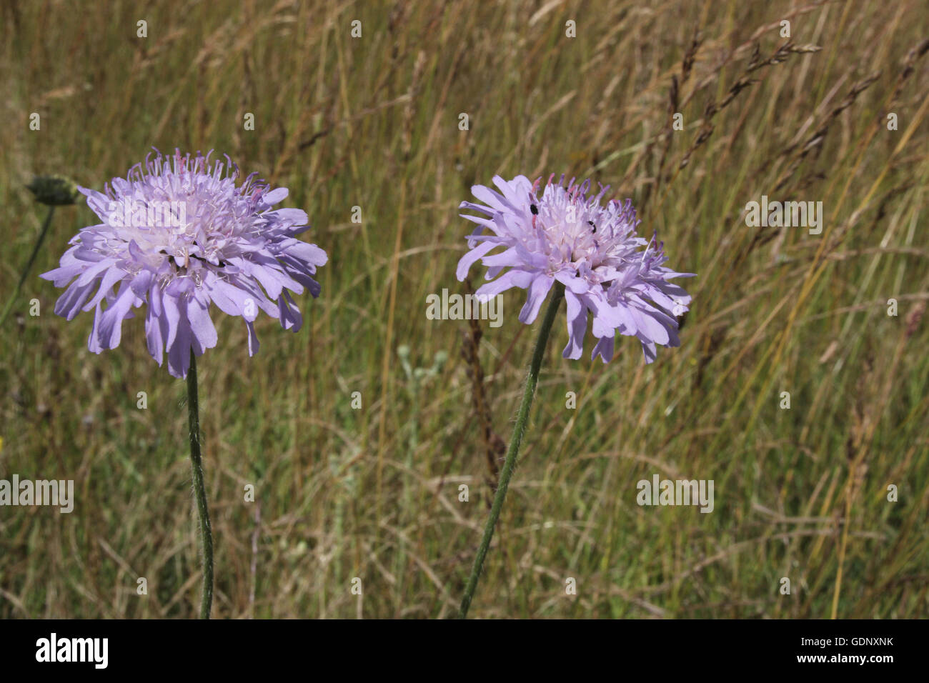 Field scabious flower heads Stock Photo - Alamy