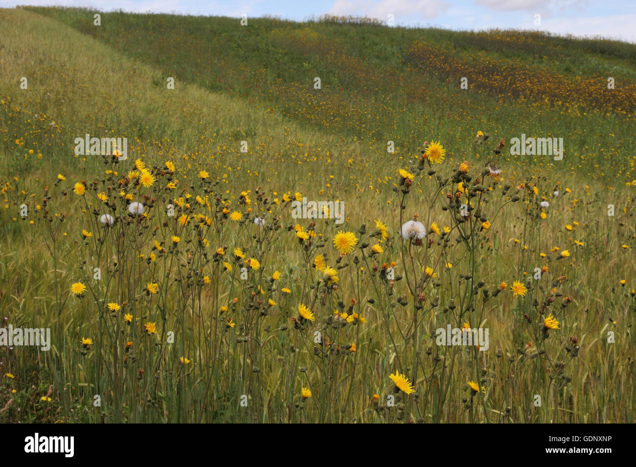 English countryside flowers hi-res stock photography and images - Alamy