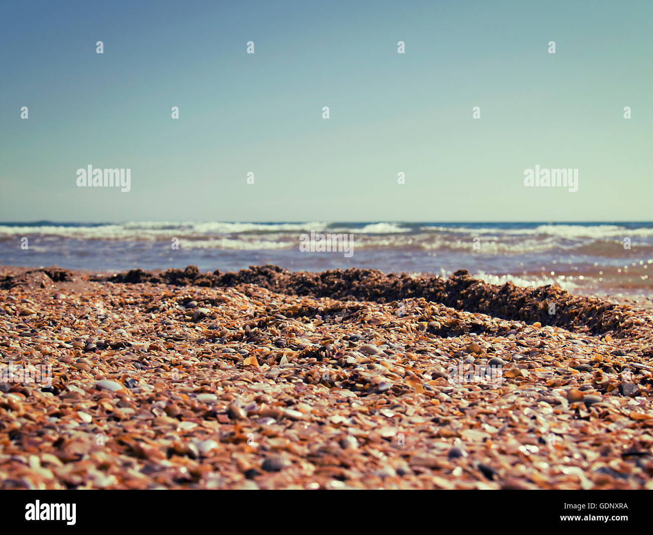 marine shelly beach in summer sunlight Stock Photo - Alamy