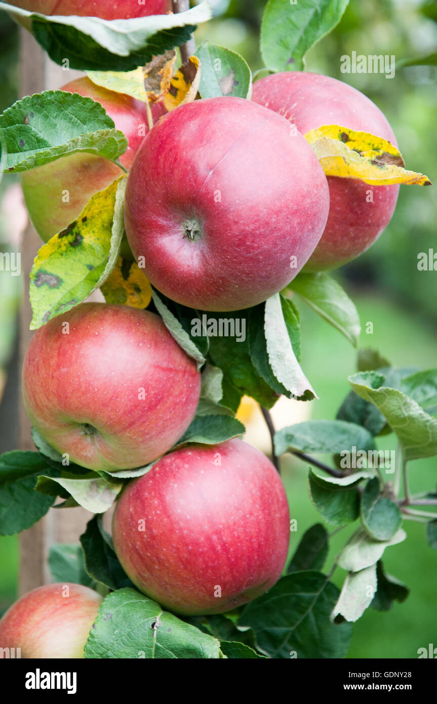 Part of apple tree with ripe fruits Stock Photo - Alamy