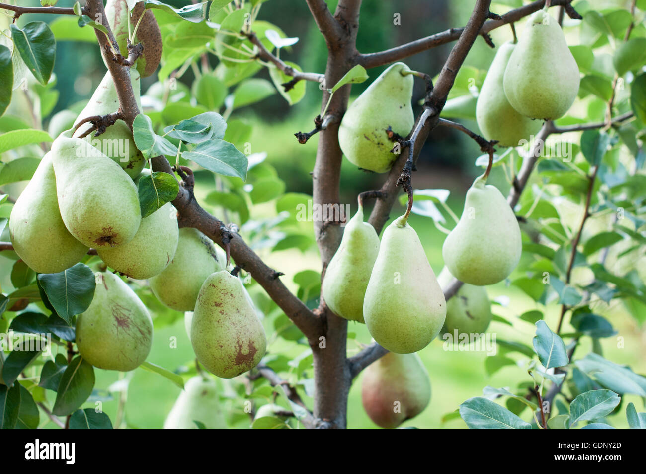 Pear tree with fruit hi-res stock photography and images - Alamy