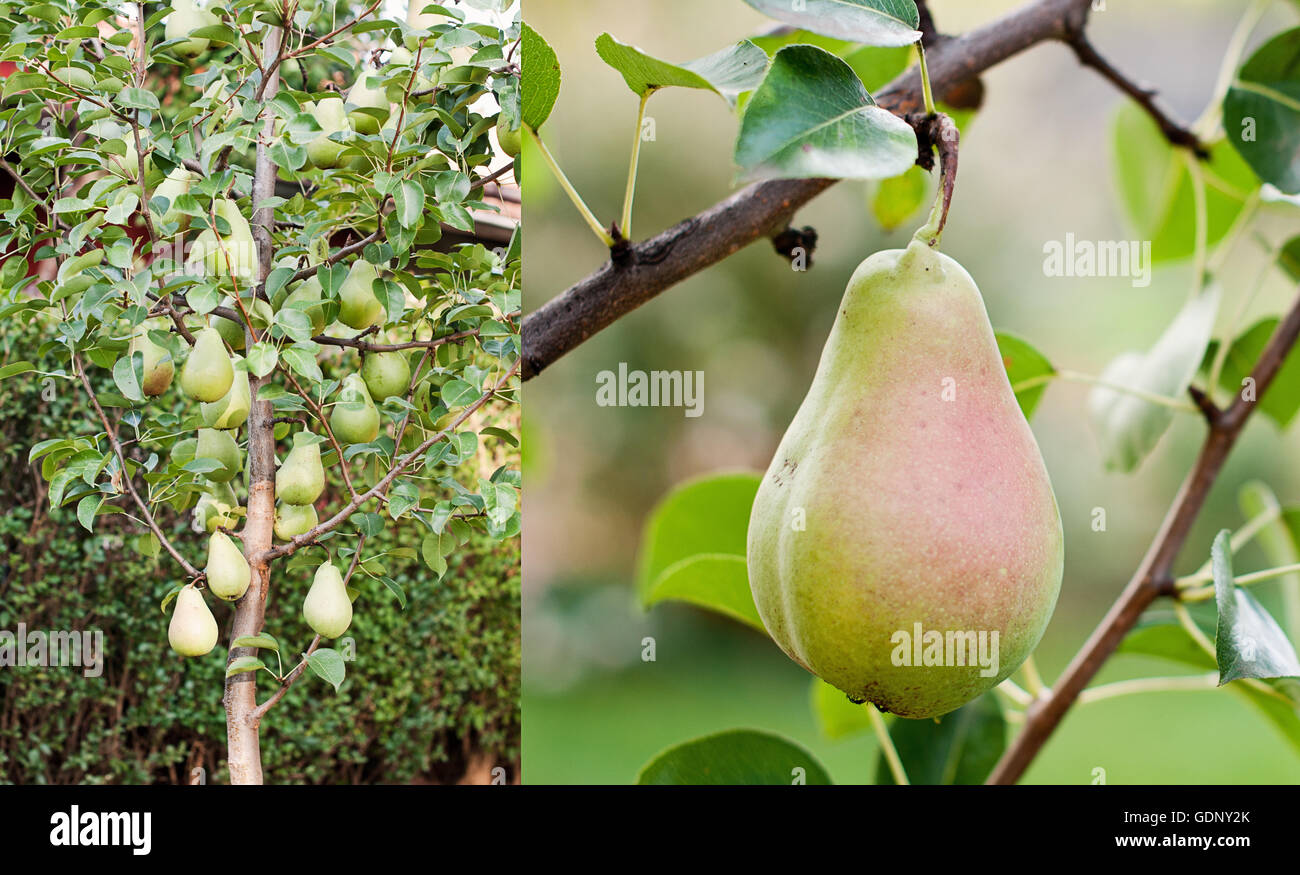 Part of pear tree with ripe fuits Stock Photo - Alamy